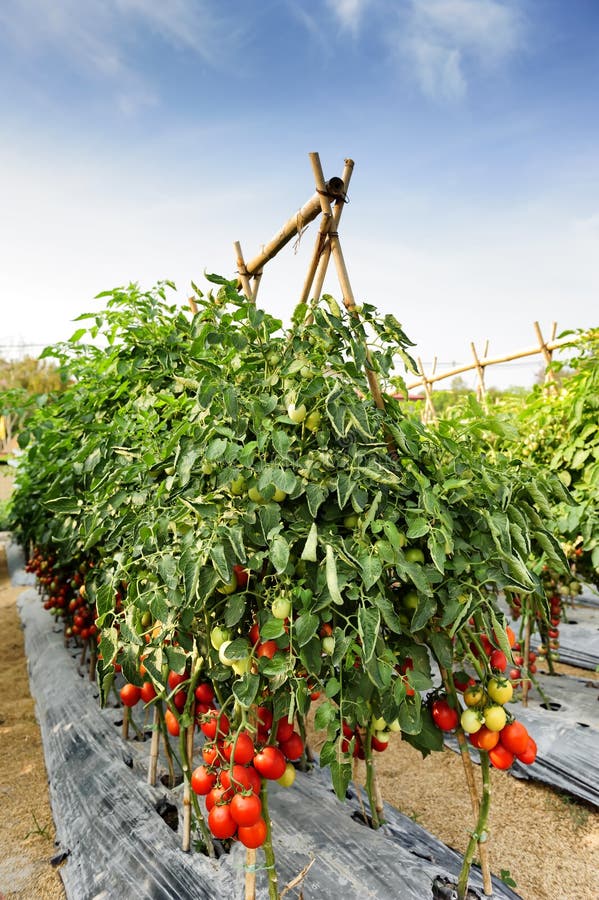 Tomato cultivation stock photo. Image of garden, natural - 67786730