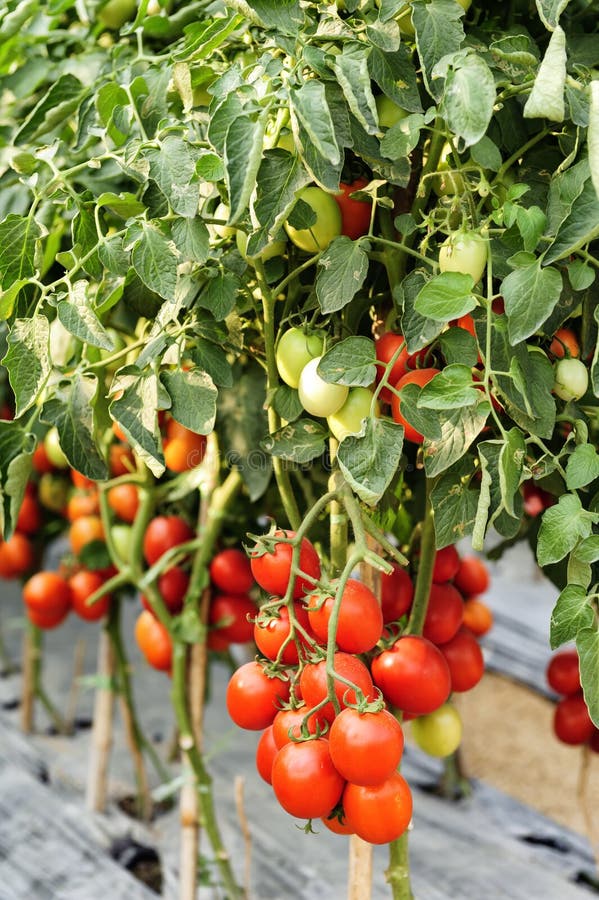 Tomato cultivation stock photo. Image of asia, experiment - 67786730