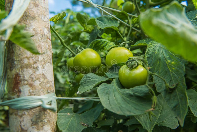 Tomato Cultivation on Small Farms. Stock Photo - Image of labor ...