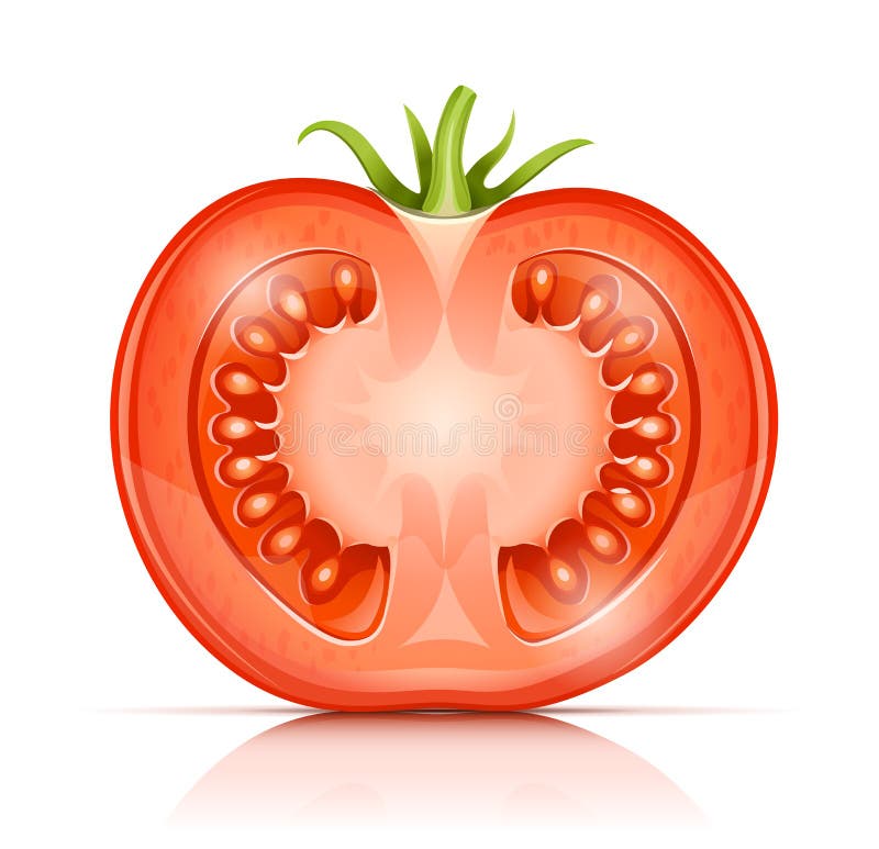 Tomato cuted in two part stock vector. Illustration of ingredient ...