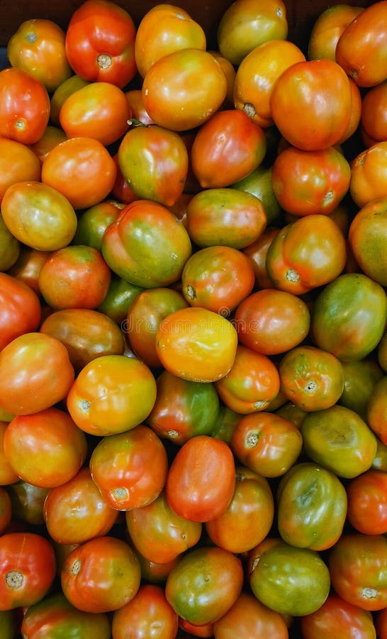 Tomato Delicious Fresh, Bright Colors Stock Image - Image of fresh ...