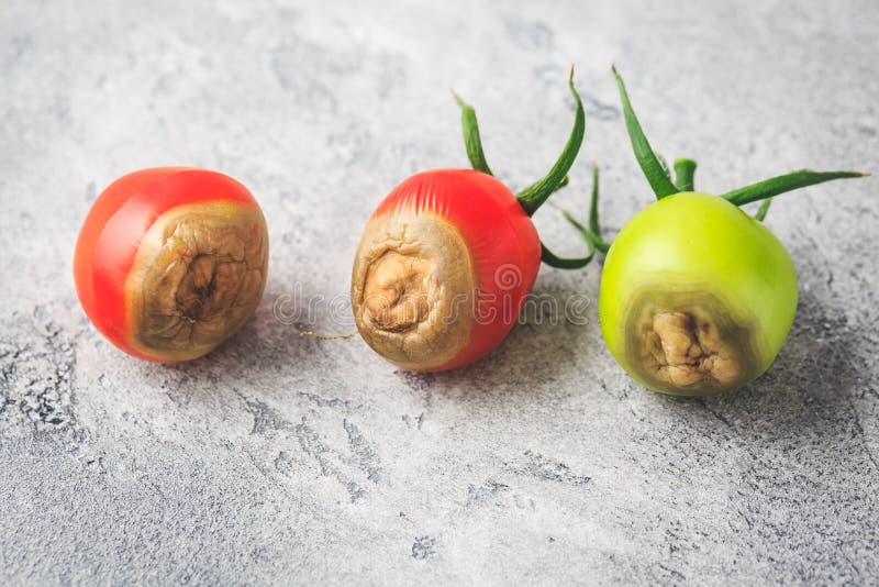 Tomato Diseases - Blossom End Rot Caused by Lack of Calcium Stock Image ...