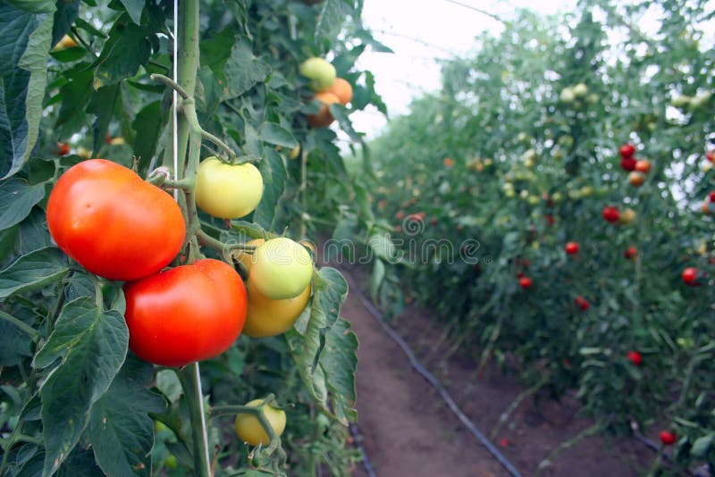Tomato farm stock image. Image of nature, health, diet - 5938259