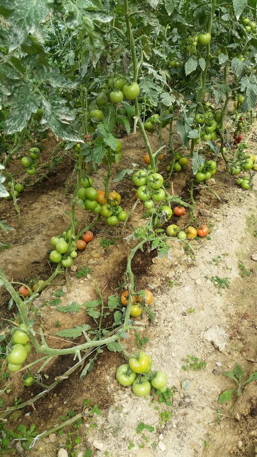 Tomato Farm At Cameron Highlands Stock Image Image Of Highlands Farm 215188327