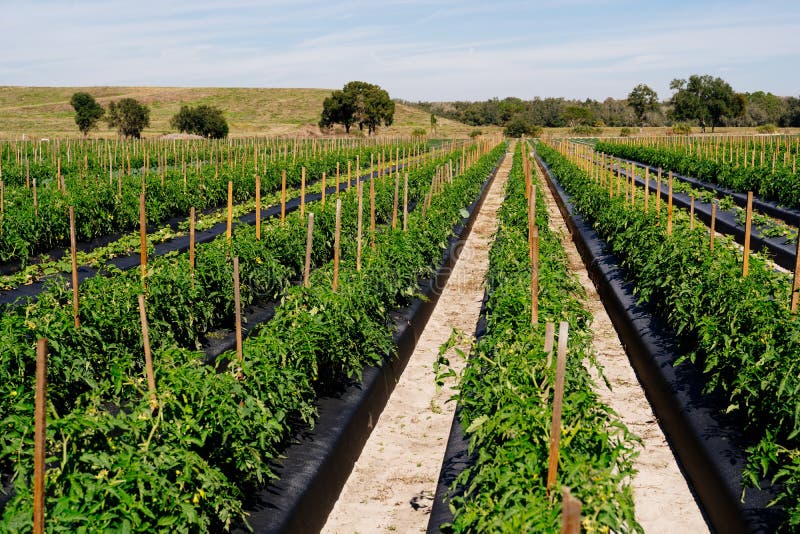 Tomato Farm in Florida in Winter Stock Image - Image of gardening ...