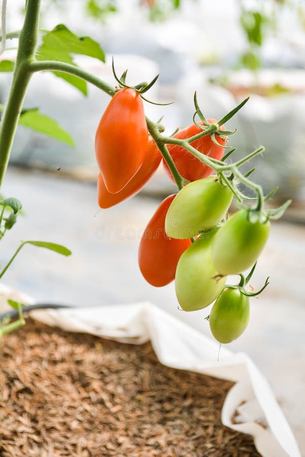 Tomato in farm organic stock image. Image of garden, greenhouse - 80602153