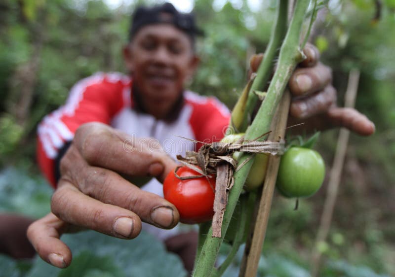 Tomato farmer editorial stock photo. Image of central - 35506383