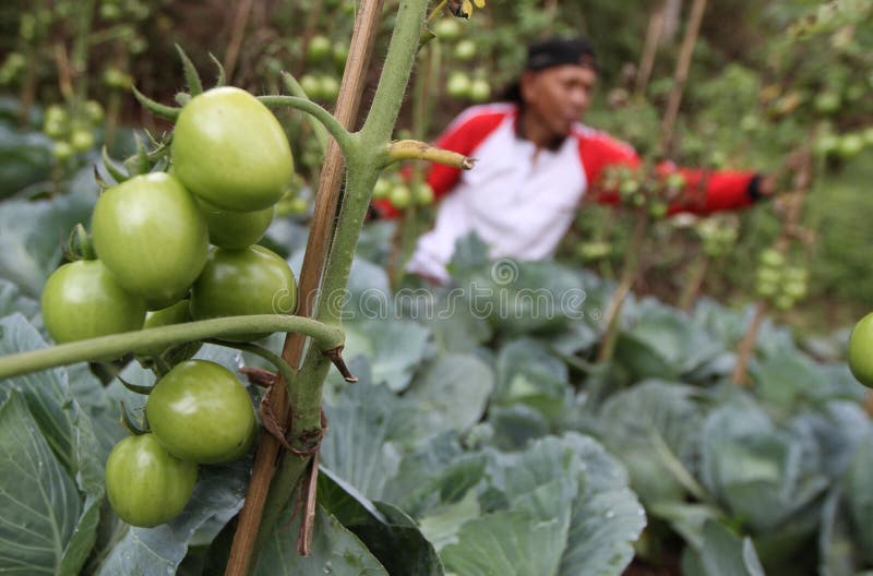 Tomato farmer editorial photography. Image of vegetables - 35506397