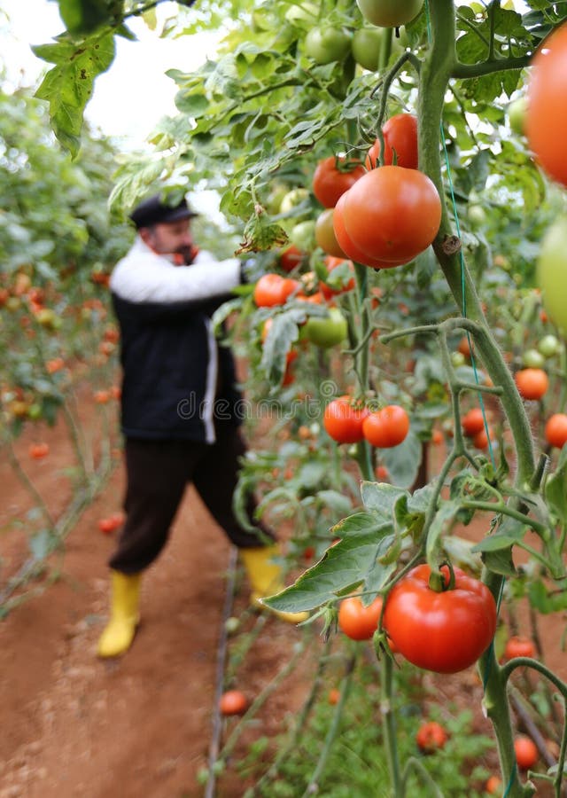 Tomato Farmer editorial stock photo. Image of turkey - 49914523
