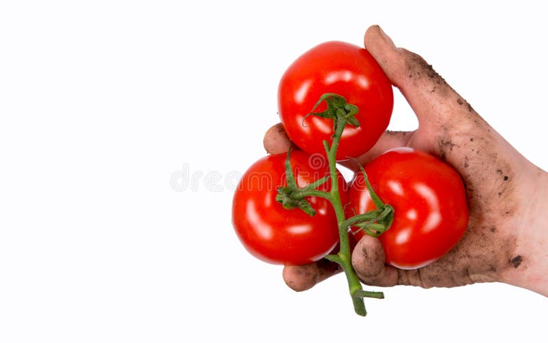 Tomato in farmers hand stock photo. Image of garden, cherry - 44232514