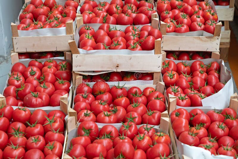 Tomato Farmers Market stock photo. Image of vegetable - 200409498