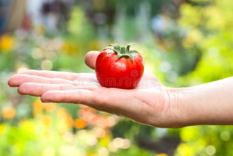 Tomato on a female hand stock photo. Image of green, farming - 42639922