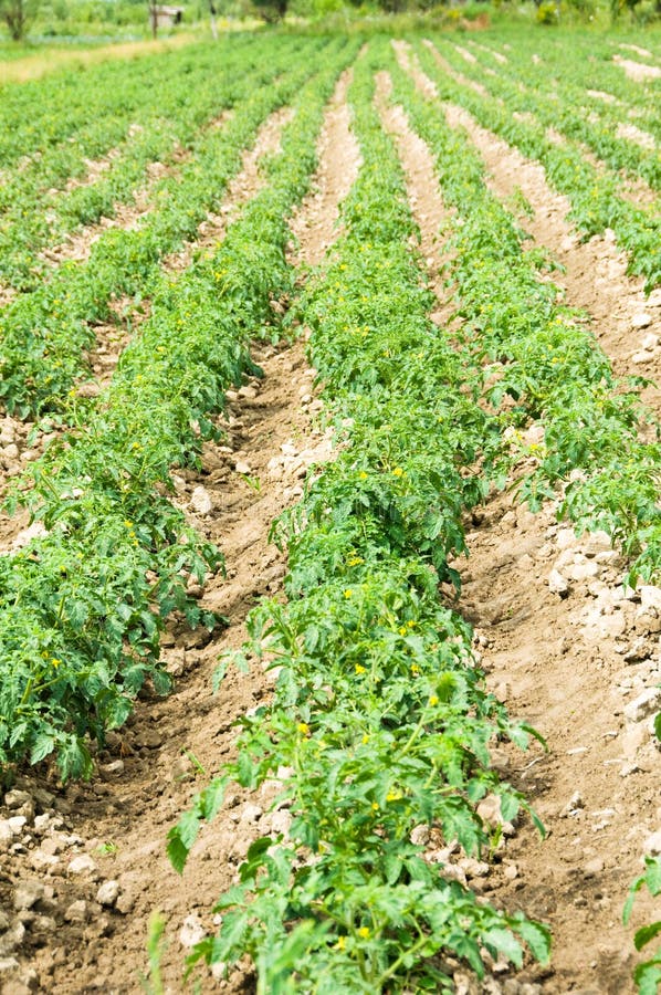 Tomato field stock image. Image of eating, industry, harvesting - 11294955