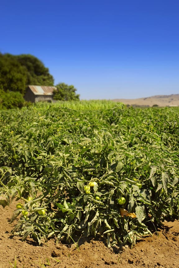 Tomato Field stock photo. Image of farm, vegetable, vegetation - 3169378