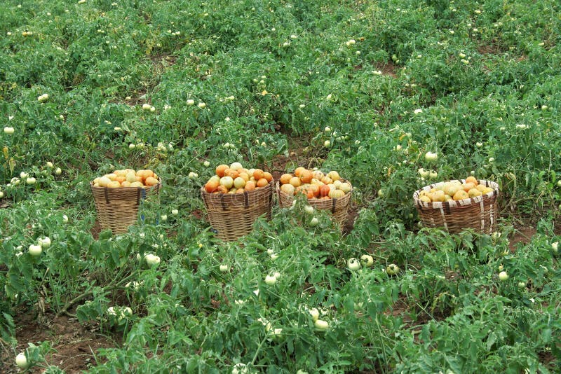 Tomato field stock image. Image of cook, ingredients, tomatos - 3334135