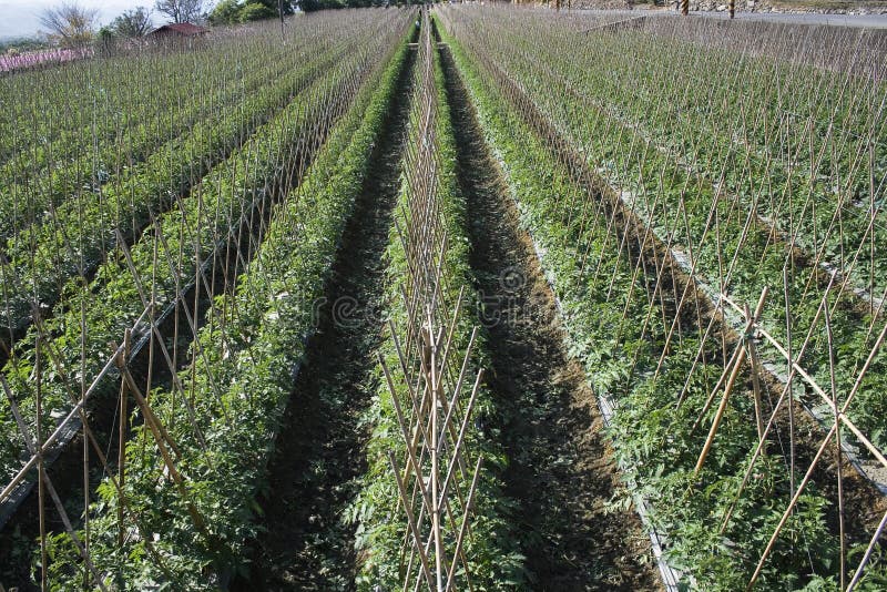Tomato field stock photo. Image of field, bamboo, farming - 8012386