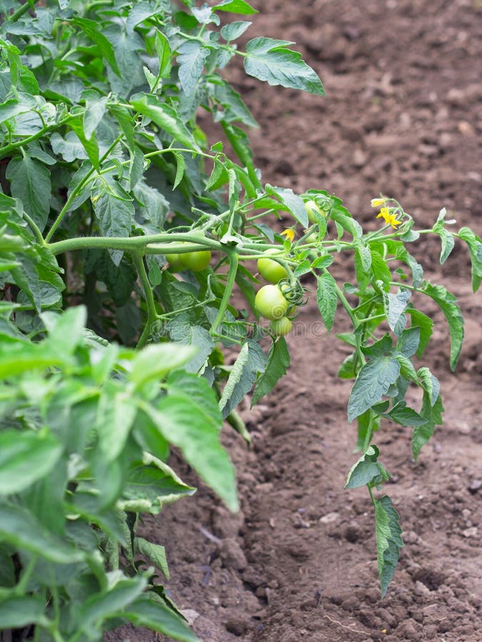 Fresh Tomato Crop In The Field Stock Image - Image of growth, healthy ...