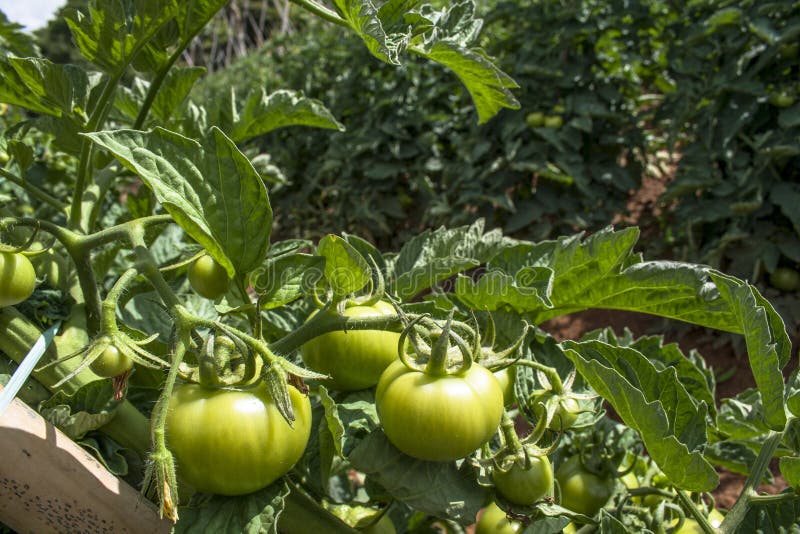 Tomato field stock image. Image of agricultural, lifestyle - 108977043