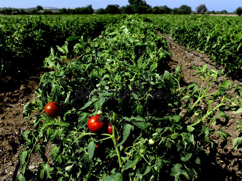 Tomato Field and Irrigation System Stock Image - Image of leaf, natural ...