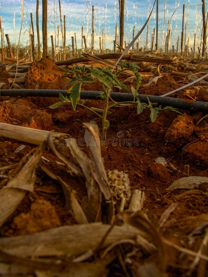 Tomato Pant Yard Grass Stock Photos - Free & Royalty-Free Stock Photos ...