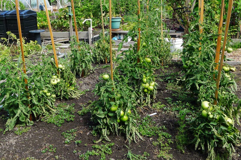 Tomato Field with Poles stock image. Image of space - 129335105