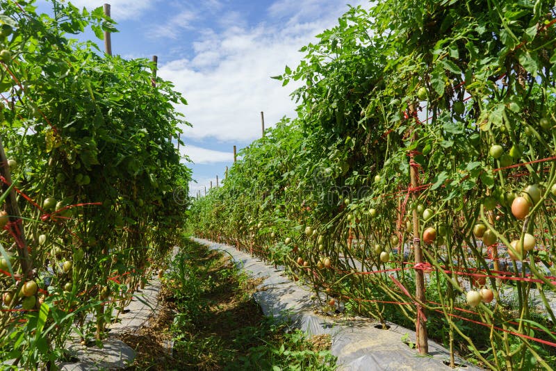 Tomato field on summer day stock photo. Image of plantation - 100213908