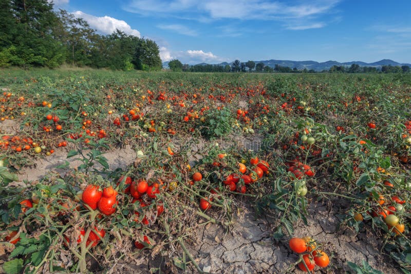 Tomato field stock image. Image of america, agriculture - 15394321