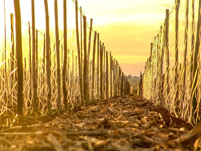 Tomato field stock image. Image of healthy, close, natural - 94237057