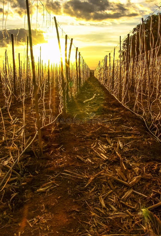 Tomato field stock photo. Image of brazil, cook, hygiene - 94236184