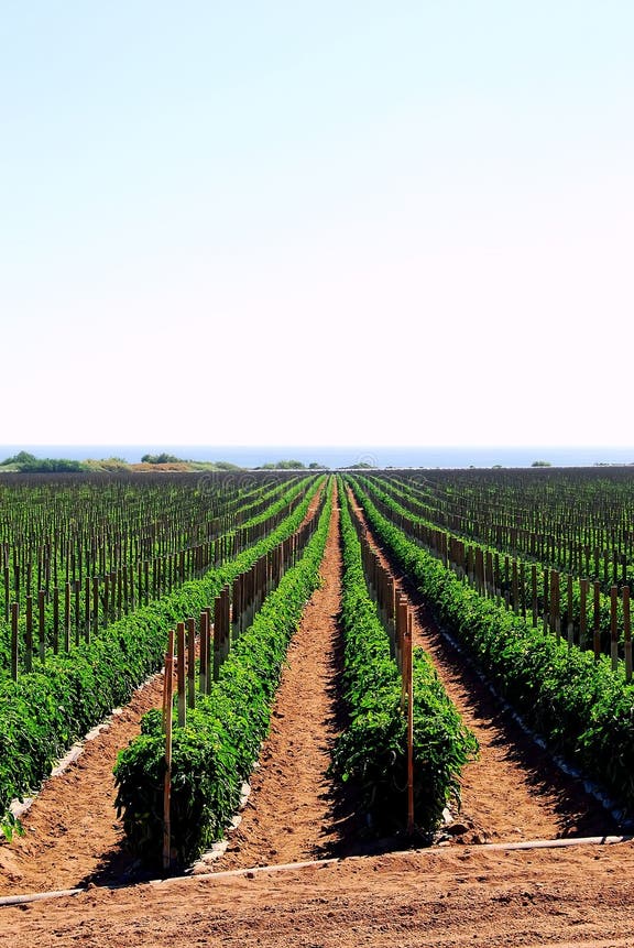 Tomato Fields in California Stock Photo - Image of plants, agriculture ...