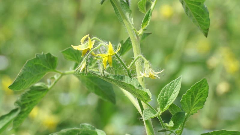 Tomato Flower (Solanum Lycopersicum, Lycopersicon Lycopersicum ...