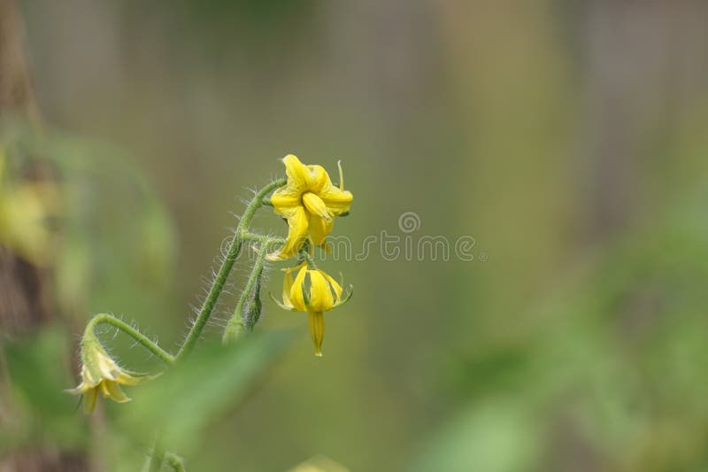Tomato Flower (Solanum Lycopersicum, Lycopersicon Lycopersicum ...