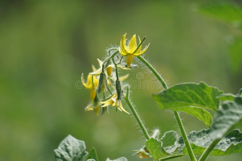 Tomato Flower (Solanum Lycopersicum, Lycopersicon Lycopersicum ...
