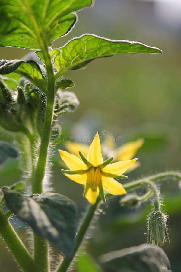 Tomato flower stock image. Image of beauty, background - 93717017