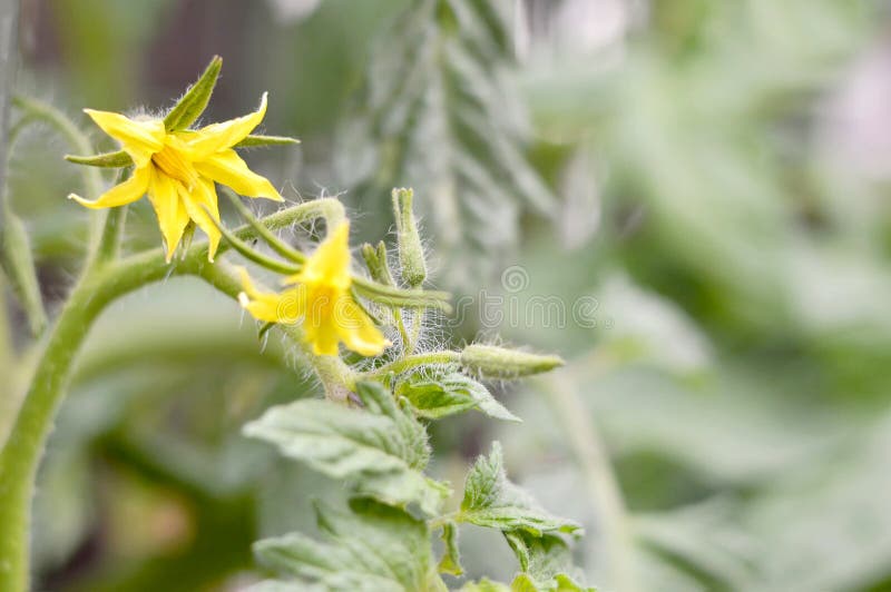 Tomato flower stock photo. Image of branch, outdoors - 95316024
