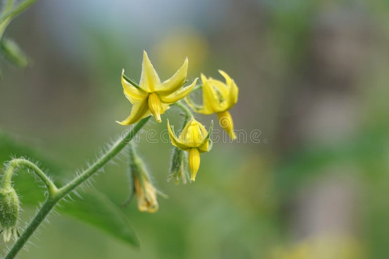 Tomato Flower (Solanum Lycopersicum, Lycopersicon Lycopersicum ...