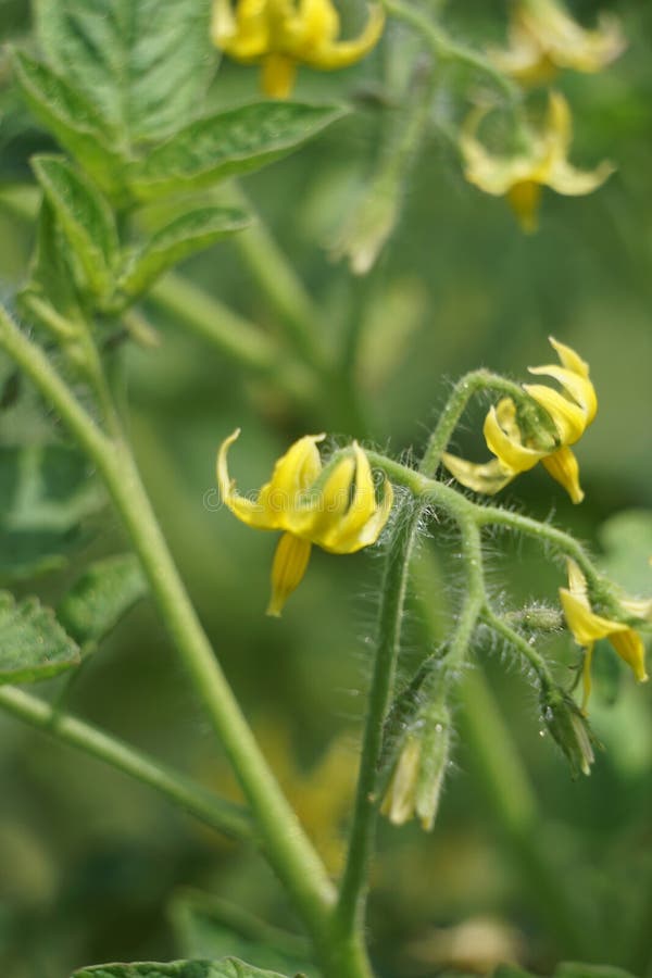 Tomato Flower (Solanum Lycopersicum, Lycopersicon Lycopersicum ...