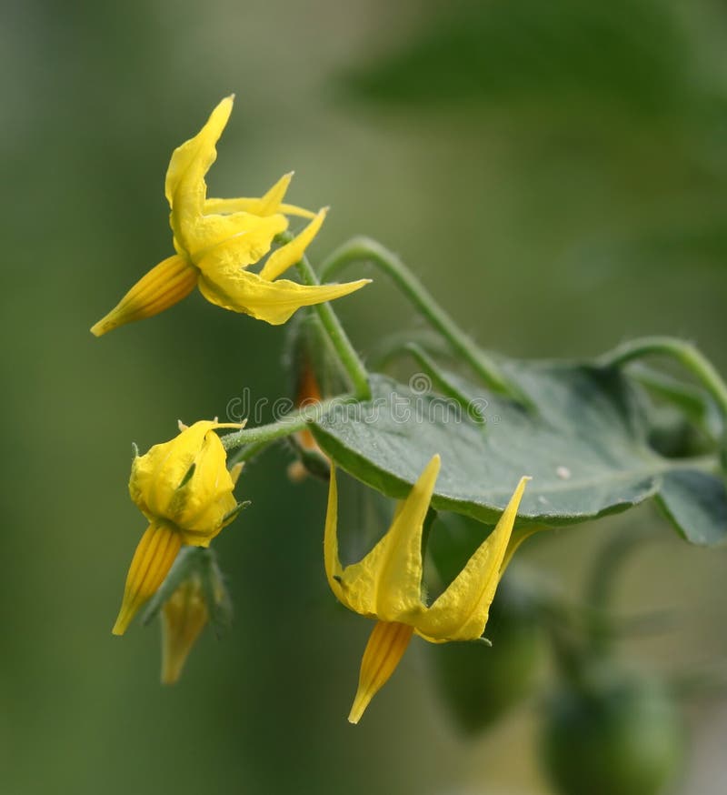 Tomato flowers stock photo. Image of summer, lycopersicon - 10792478