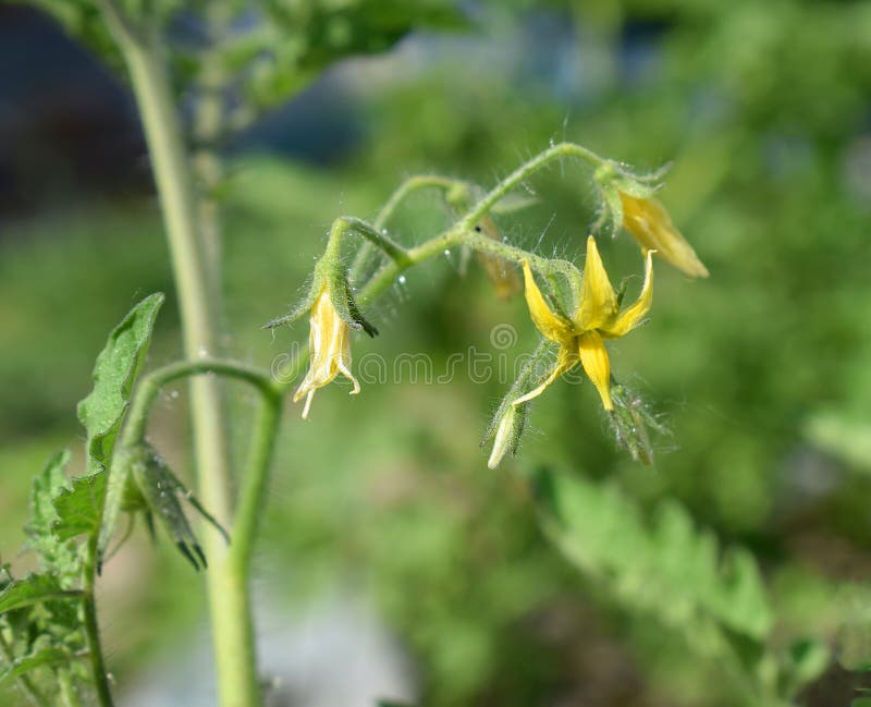 Tomato Flowers Close-up in the Vegetable Garden Stock Image - Image of ...