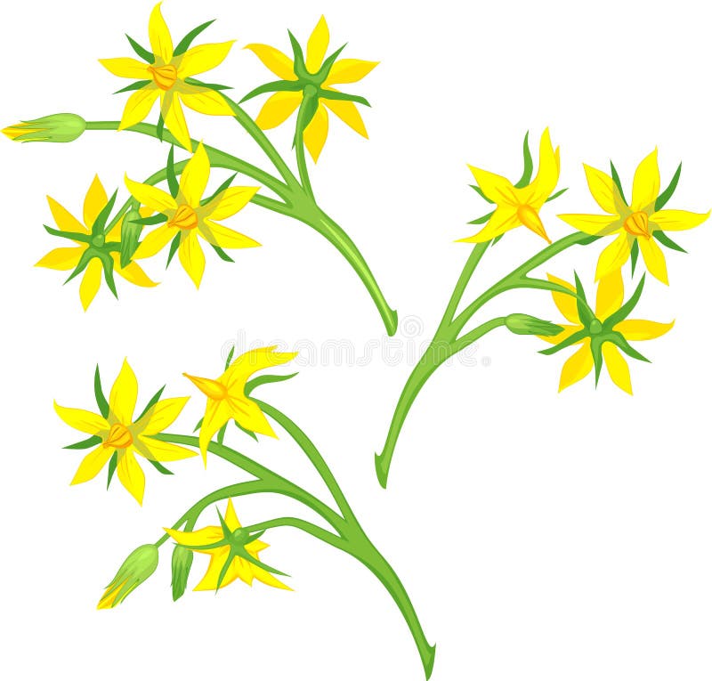 Tomato flowers set stock vector. Illustration of group - 71729912