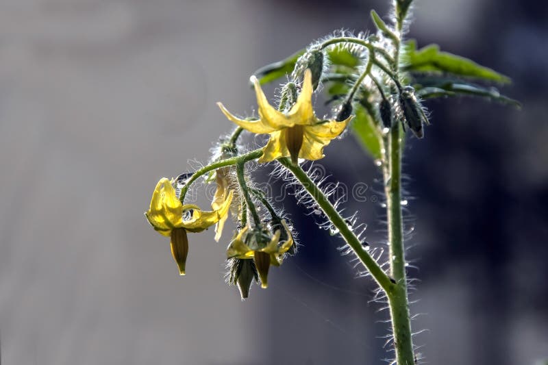 The Tomato Flowers in a Tomato Tree. Stock Photo - Image of pattern ...