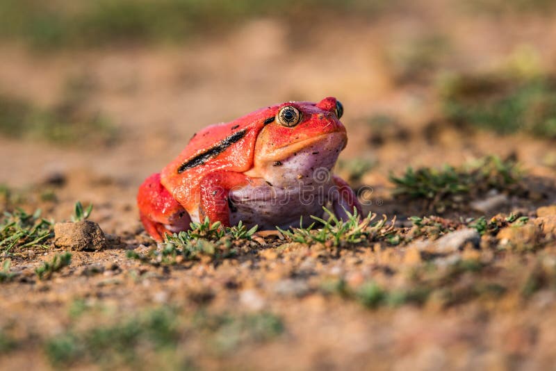 Tomato Frog Dyscophus Guineti, Stock Photo - Image of amphibian, nature ...