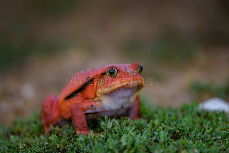 Tomato Frog Dyscophus Guineti, Stock Image - Image of little, blue ...