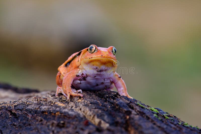 Tomato Frog Dyscophus Guineti Stock Photo - Image of blue, frog: 256122162