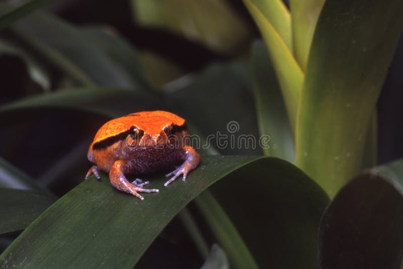 Cute Tomato Frog, Dyscophus Guineti, from Madagascar Stock Image ...