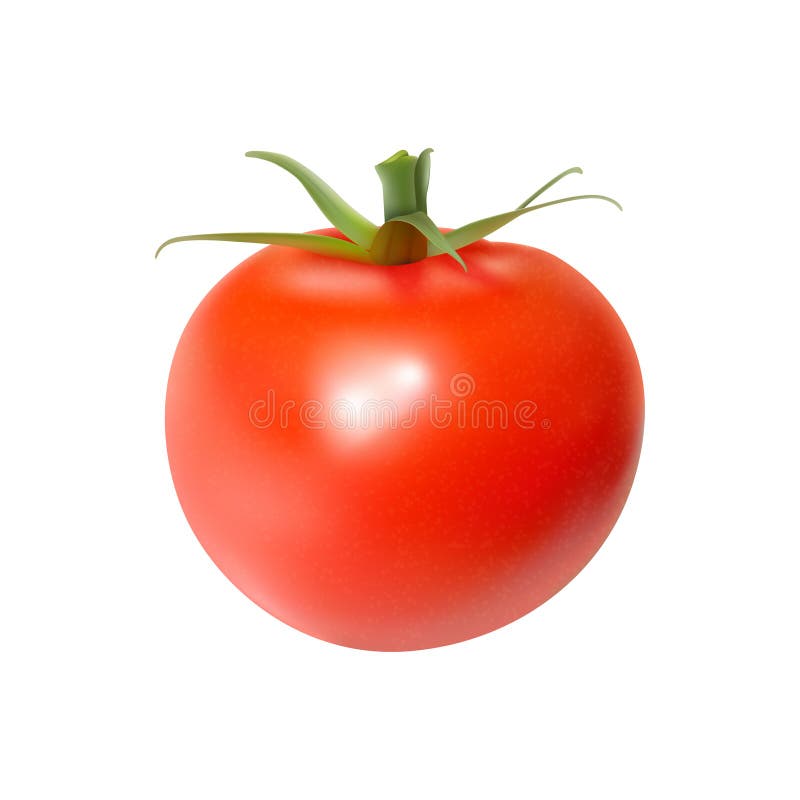 Tomato Front View Composition Stock Illustration - Illustration of ...
