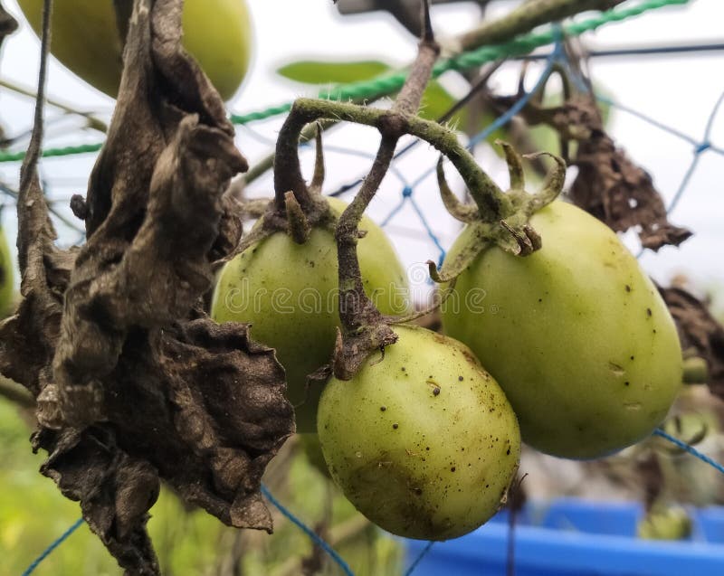 Tomato Fruit with Dead Leaves Stock Photo - Image of fruit, white ...
