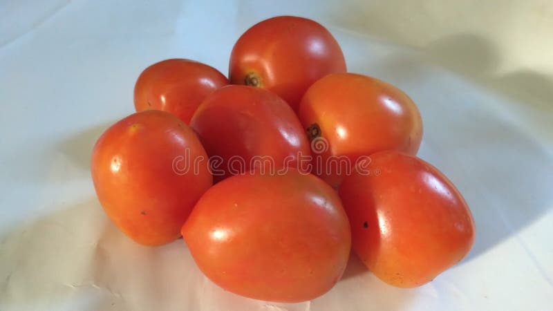 Tomato Fruit is the Fruit of the Tomato Tree Stock Image - Image of ...