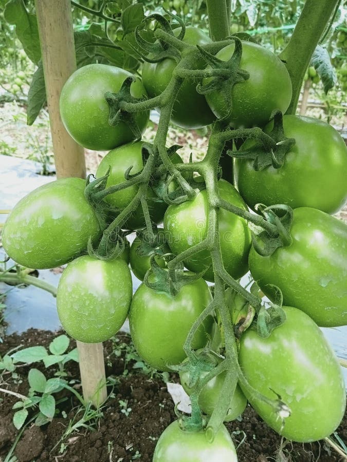 The Tomato Fruit is Nice and Big, the Tree is Sturdy Stock Image ...