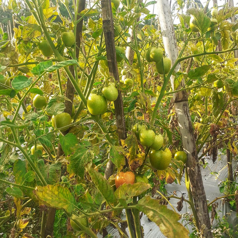 Tomato fruit plants stock image. Image of plants, tree - 361090813